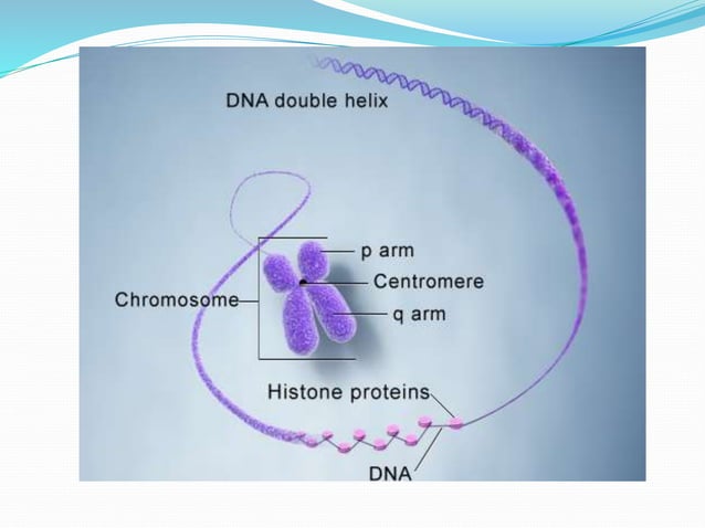 Chromosomes | PPTX | Biological Sciences | Science