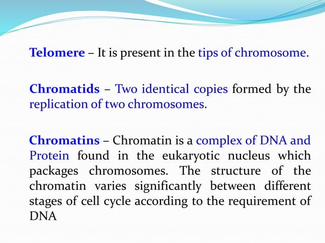 Chromosomes | PPTX | Biological Sciences | Science