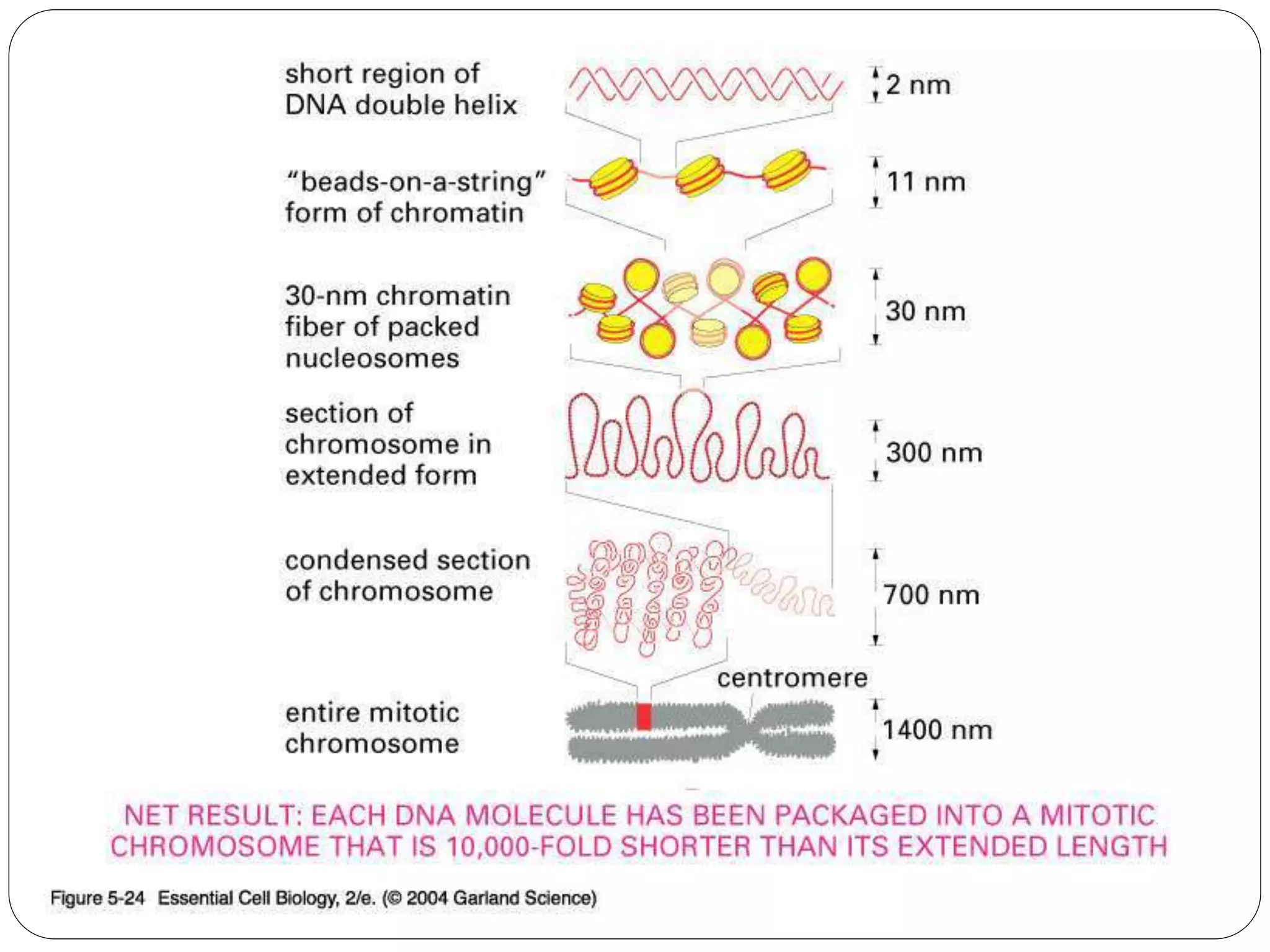 Introduction to Chromosomes | PPTX