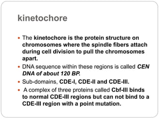 Introduction to Chromosomes | PPTX