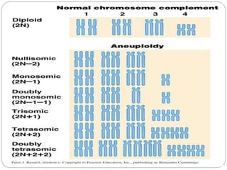 Introduction to Chromosomes | PPTX