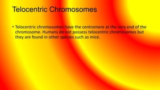 Chromosomes | PPT