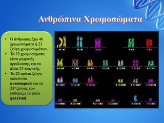Chromosomes-Χρωμοσώματα Γ Γυμνασίου | PPTX