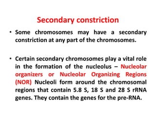 CHROMOSOMES SMG | PPTX | Biological Sciences | Science
