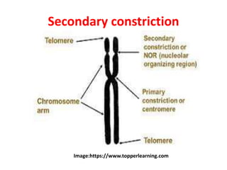 CHROMOSOMES SMG | PPT