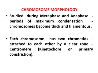 CHROMOSOMES SMG | PPTX | Biological Sciences | Science