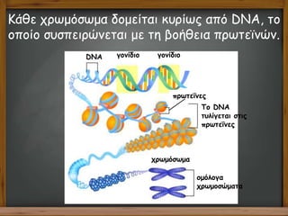 Chromosomes | PPTX