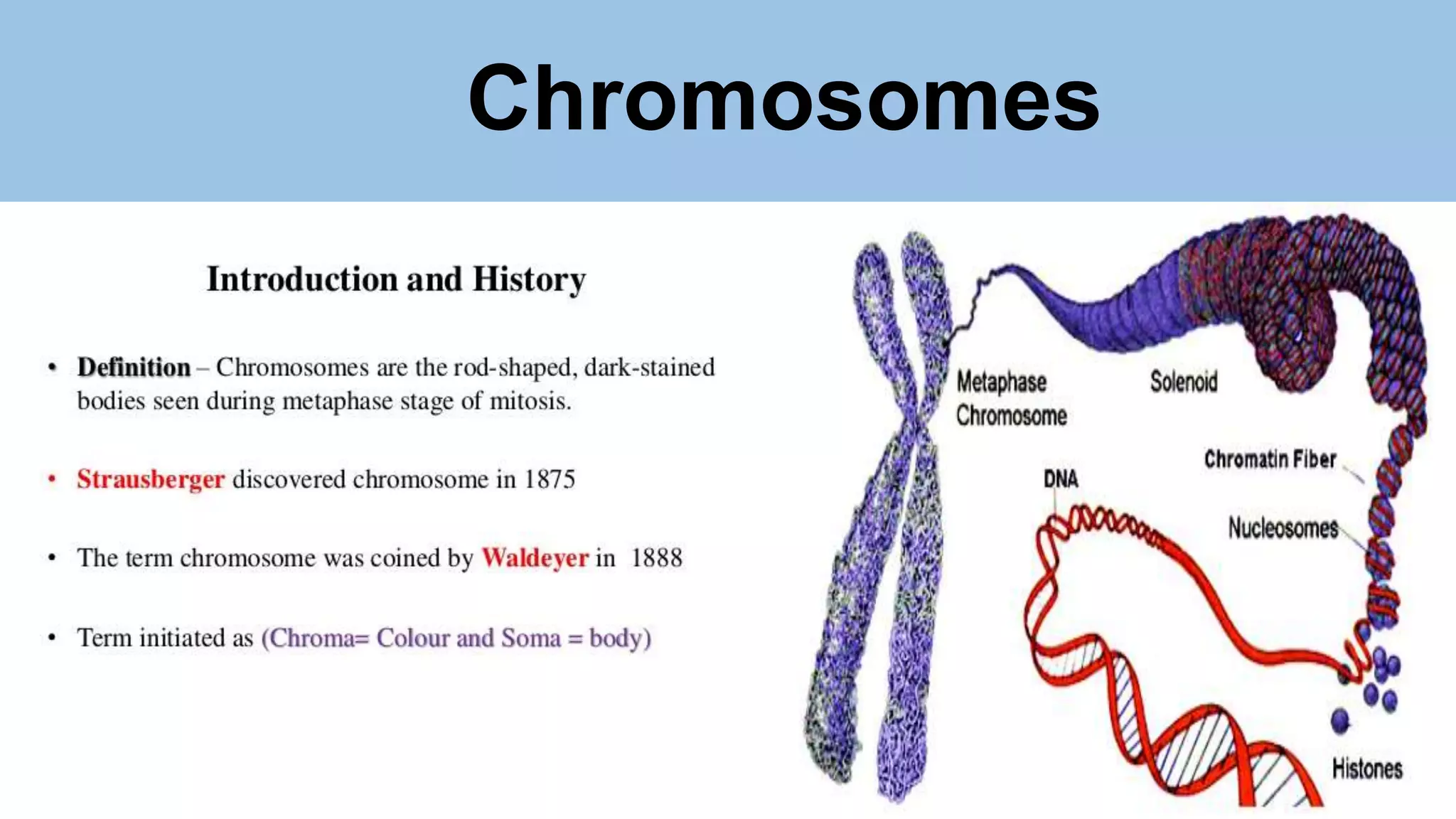 Chromosomes | PPT