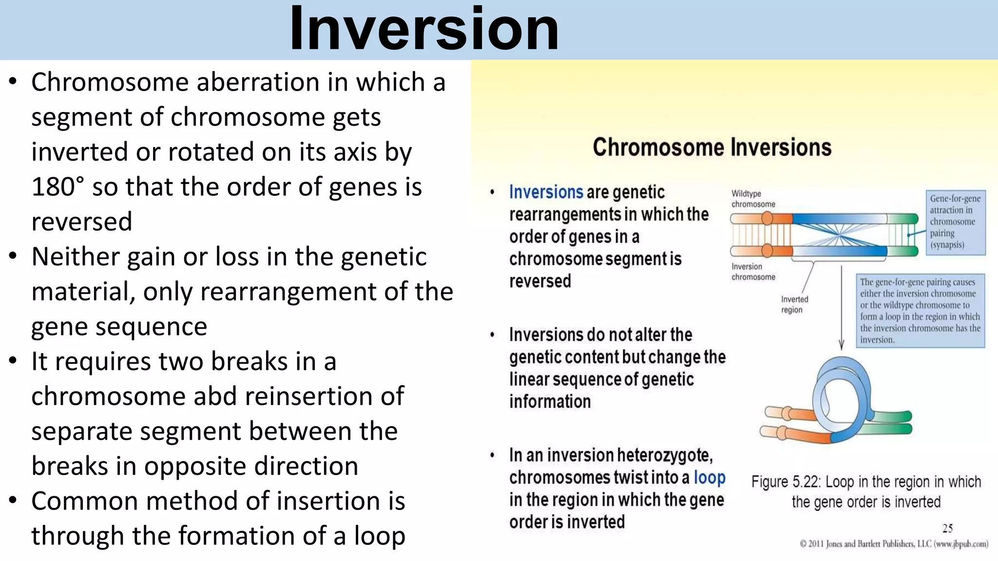 Chromosomes | PPTX