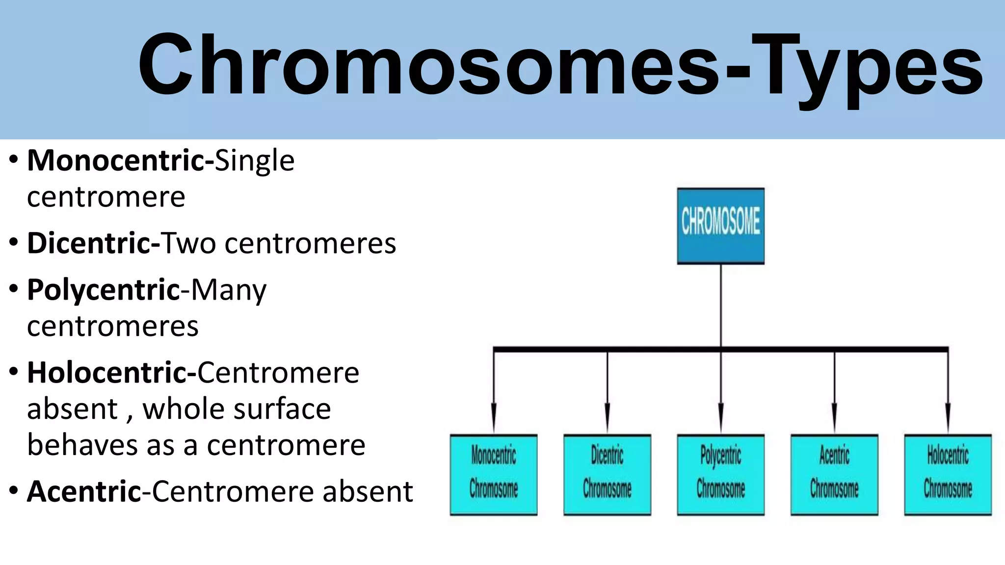 Chromosomes | PPTX