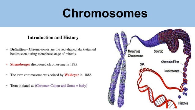 Chromosomes | PPT