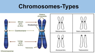 Chromosomes | PPTX