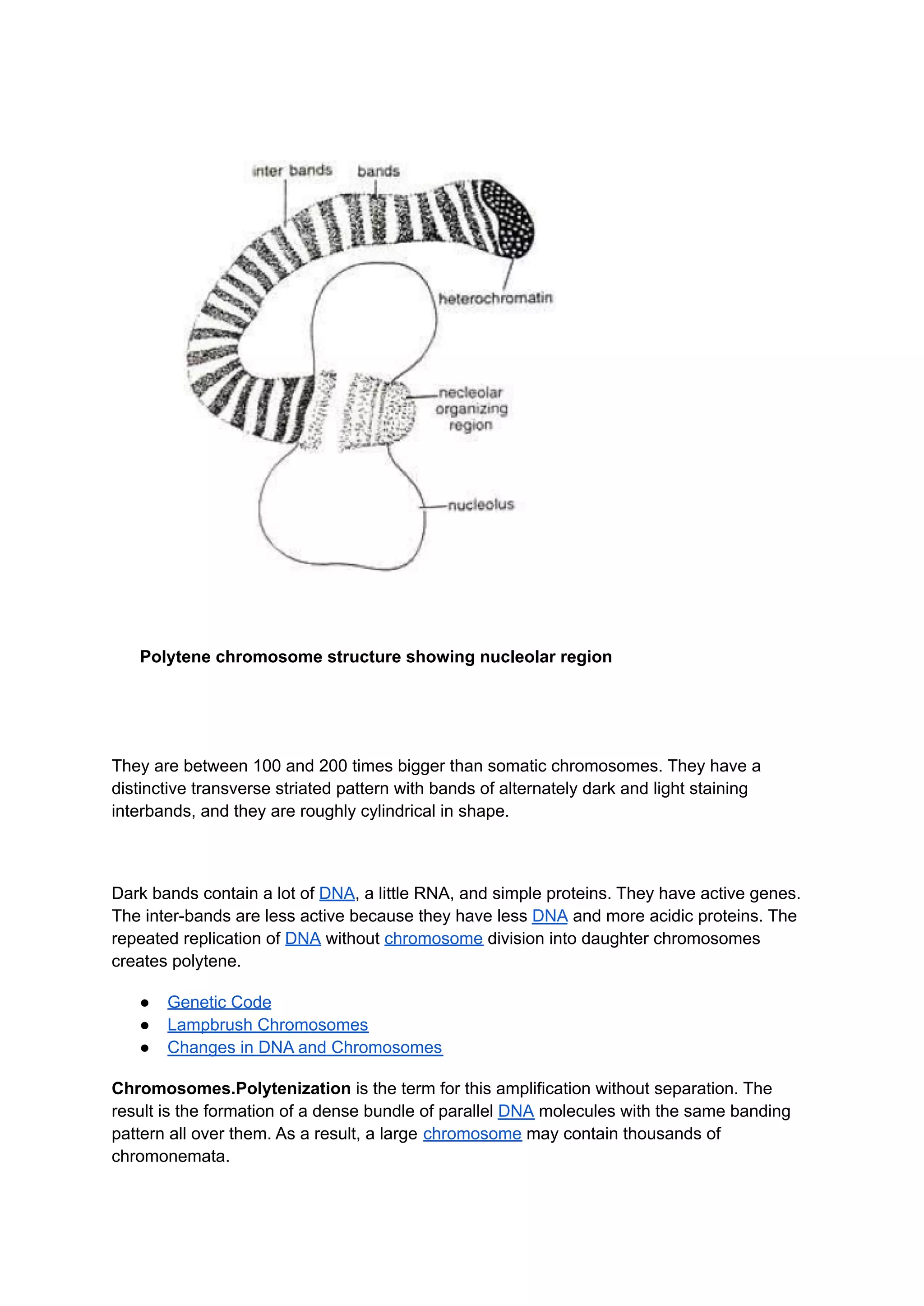 Chromosomes | Polytene Chromosomes | Lampbrush Chromosomes | PDF