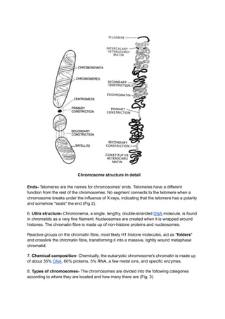 Chromosomes | Polytene Chromosomes | Lampbrush Chromosomes | PDF