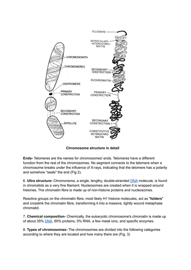 Chromosomes | Polytene Chromosomes | Lampbrush Chromosomes | PDF