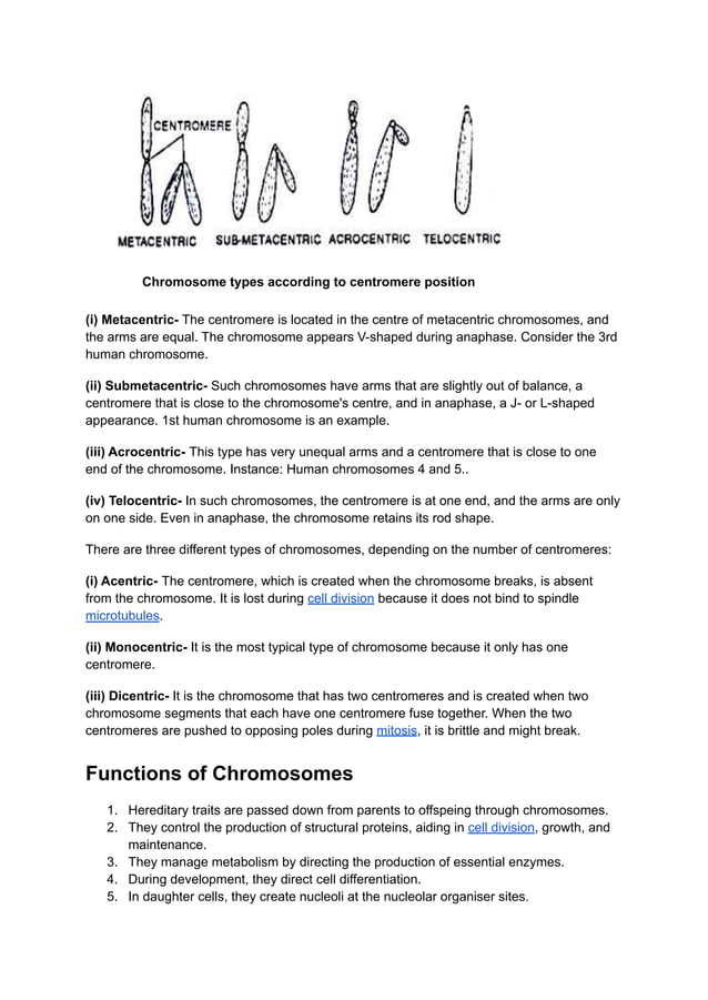 Chromosomes | Polytene Chromosomes | Lampbrush Chromosomes | PDF