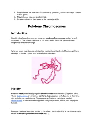 Chromosomes | Polytene Chromosomes | Lampbrush Chromosomes | PDF