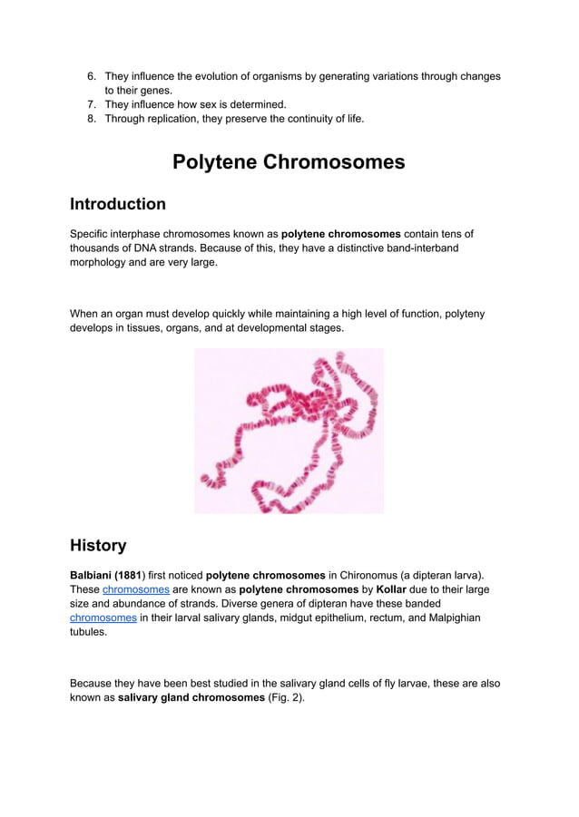 Chromosomes | Polytene Chromosomes | Lampbrush Chromosomes | PDF