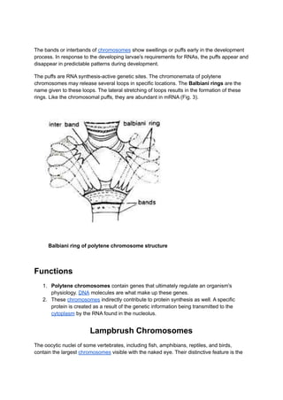 Chromosomes | Polytene Chromosomes | Lampbrush Chromosomes | PDF