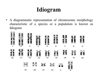 chromosomes- the hereditary vehicles in genetics | PPTX