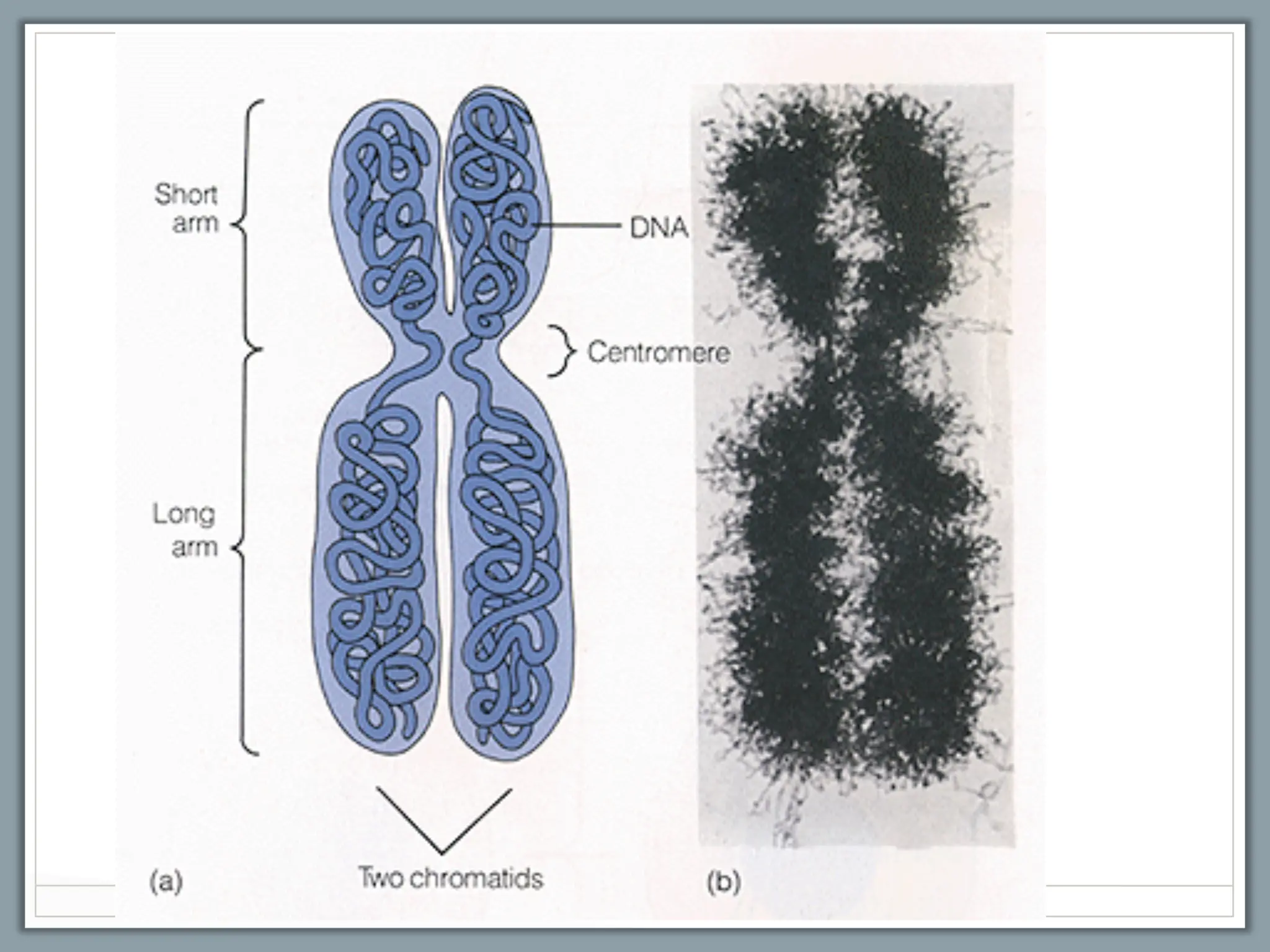 What are Chromosomes, ideogram, definition | PDF