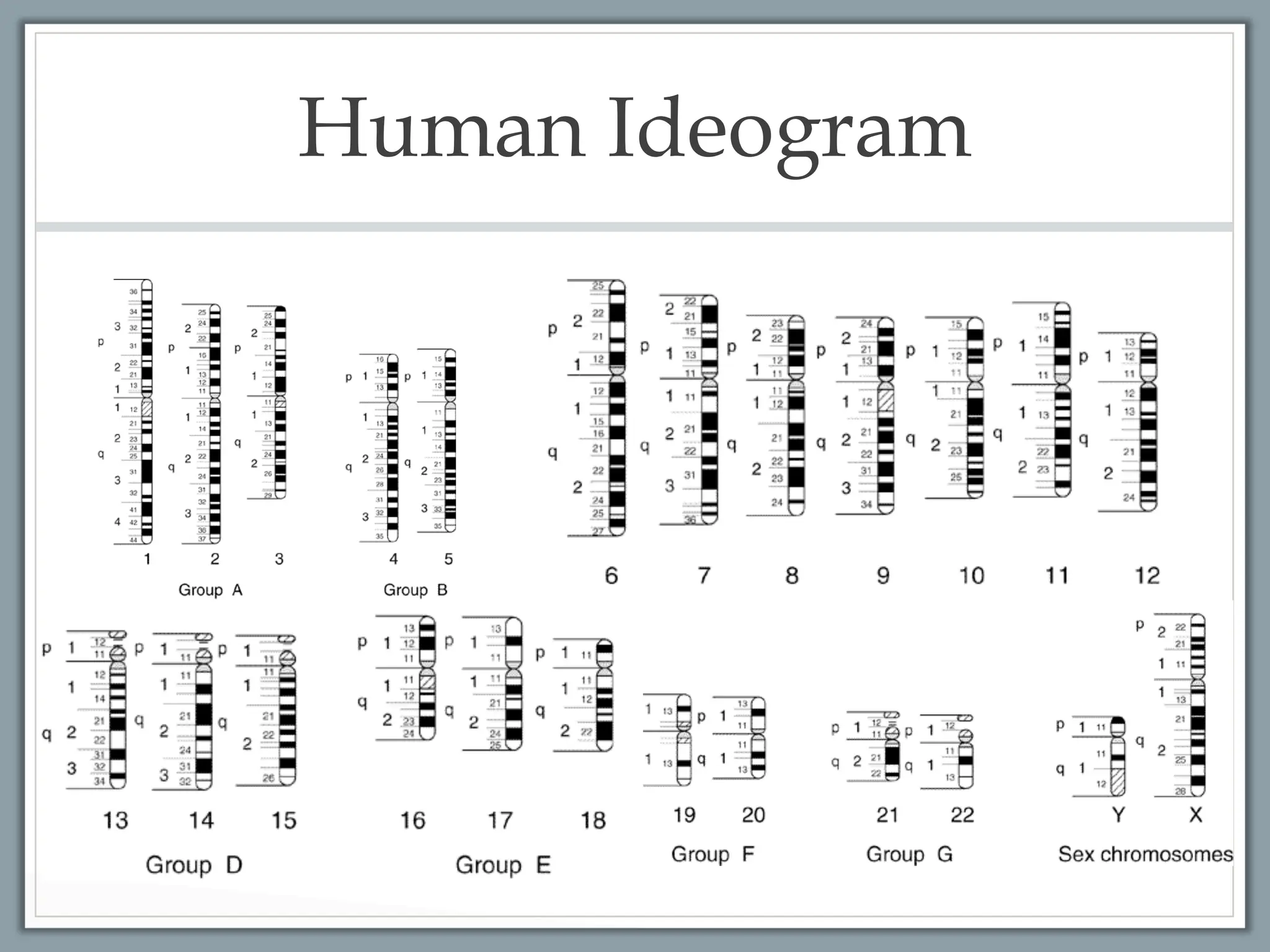 What are Chromosomes, ideogram, definition | PDF