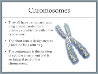What are Chromosomes, ideogram, definition | PPT