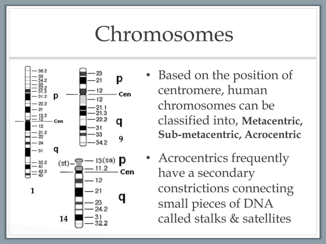 What are Chromosomes, ideogram, definition | PDF