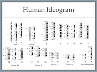What are Chromosomes, ideogram, definition | PPT