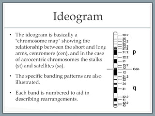 What are Chromosomes, ideogram, definition | PPT