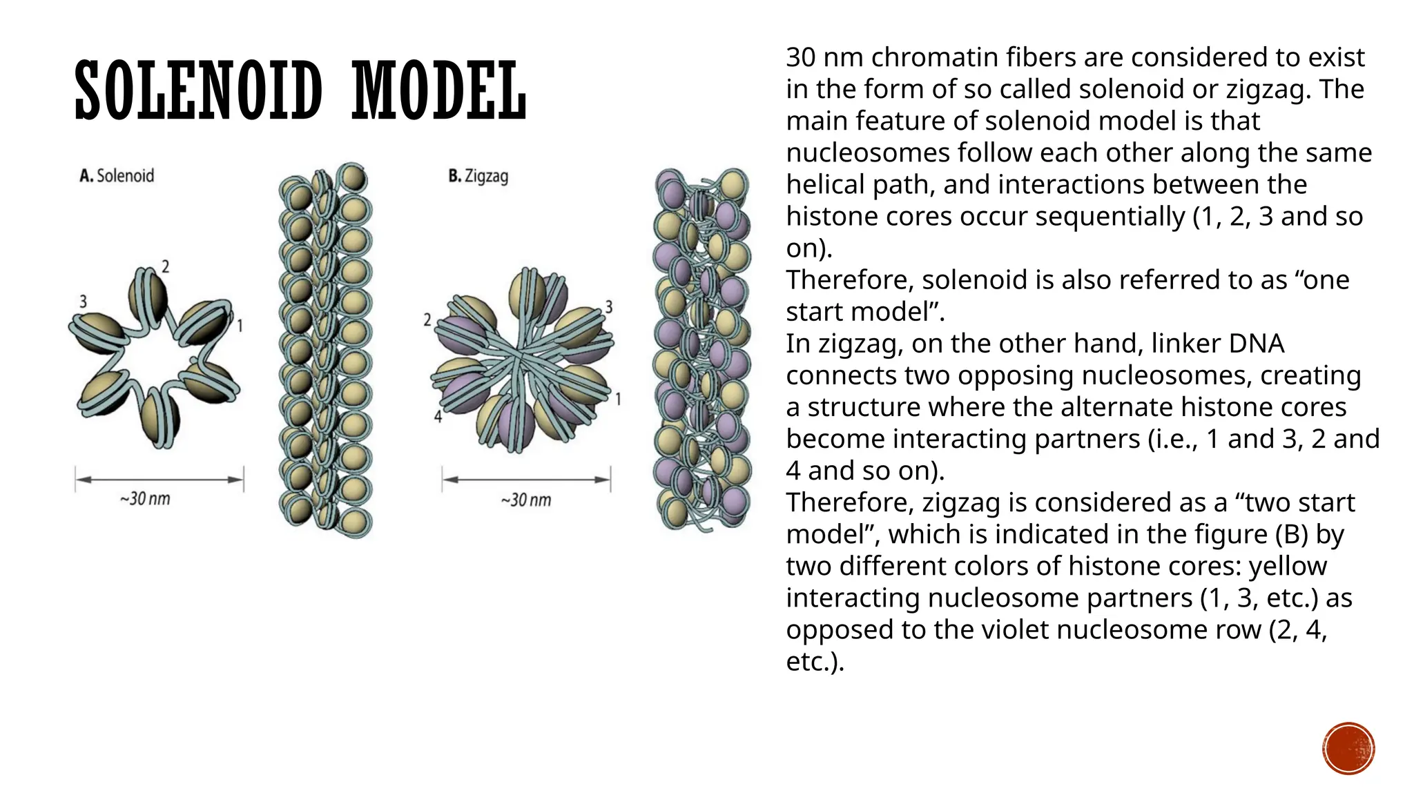 Chromosomes as genetic material in a cell.pptx
