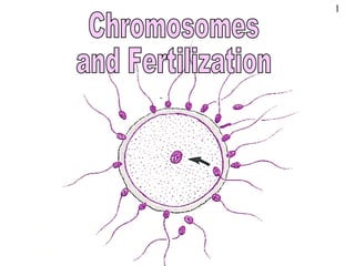 Fertilization Biology