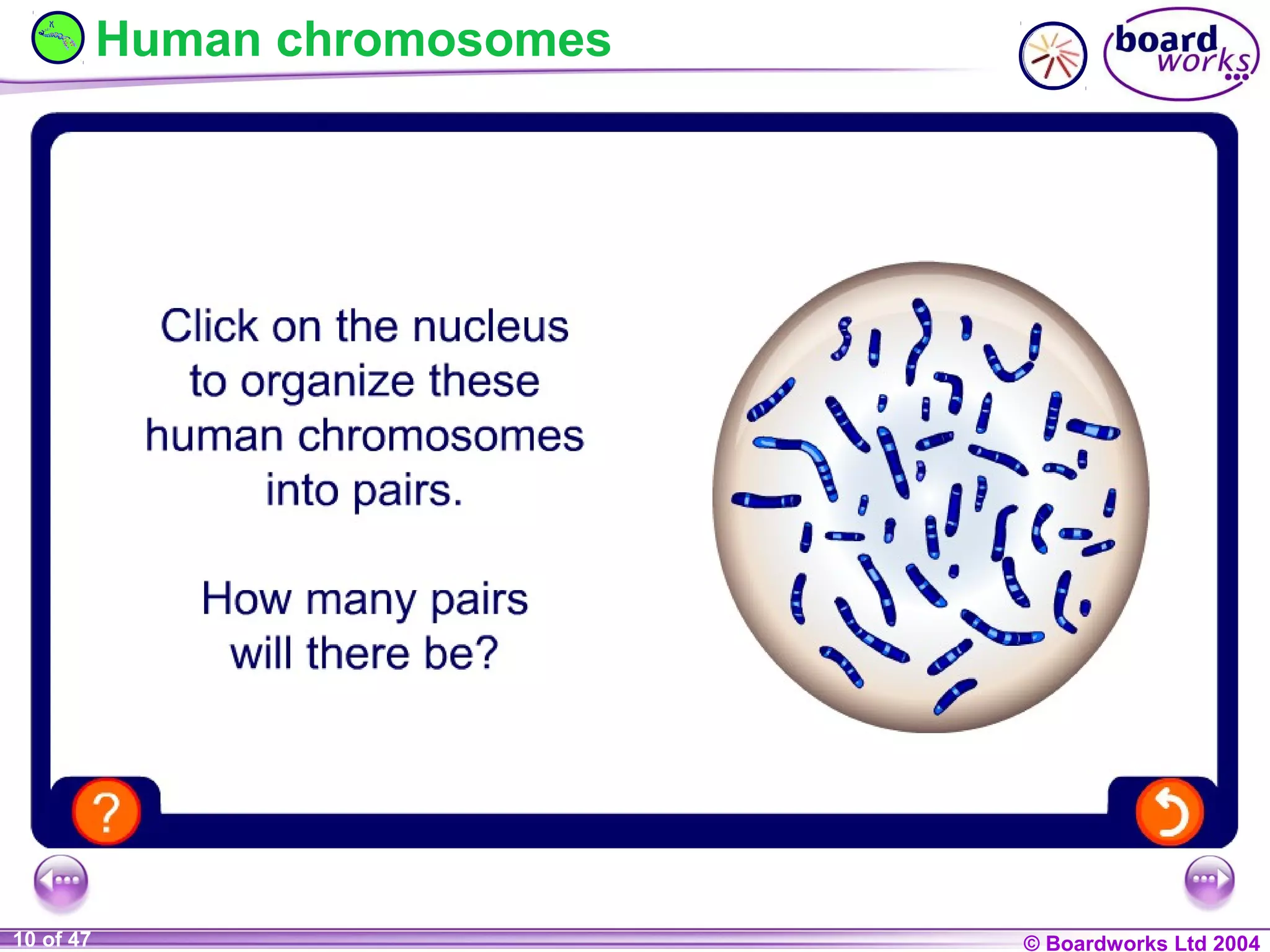Chromosomes Genes And Dna Ppt