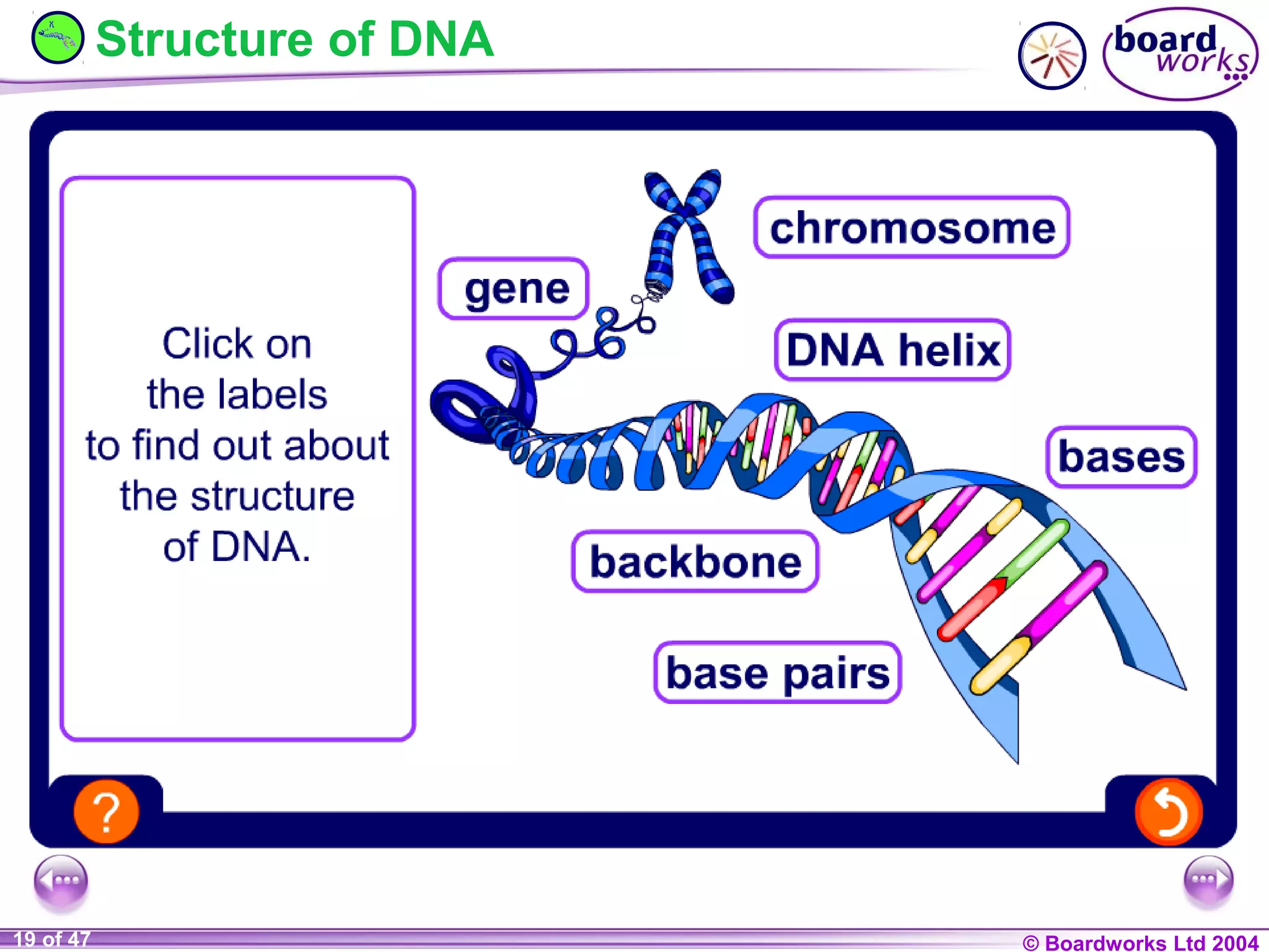 Chromosomes Genes And Dna Ppt