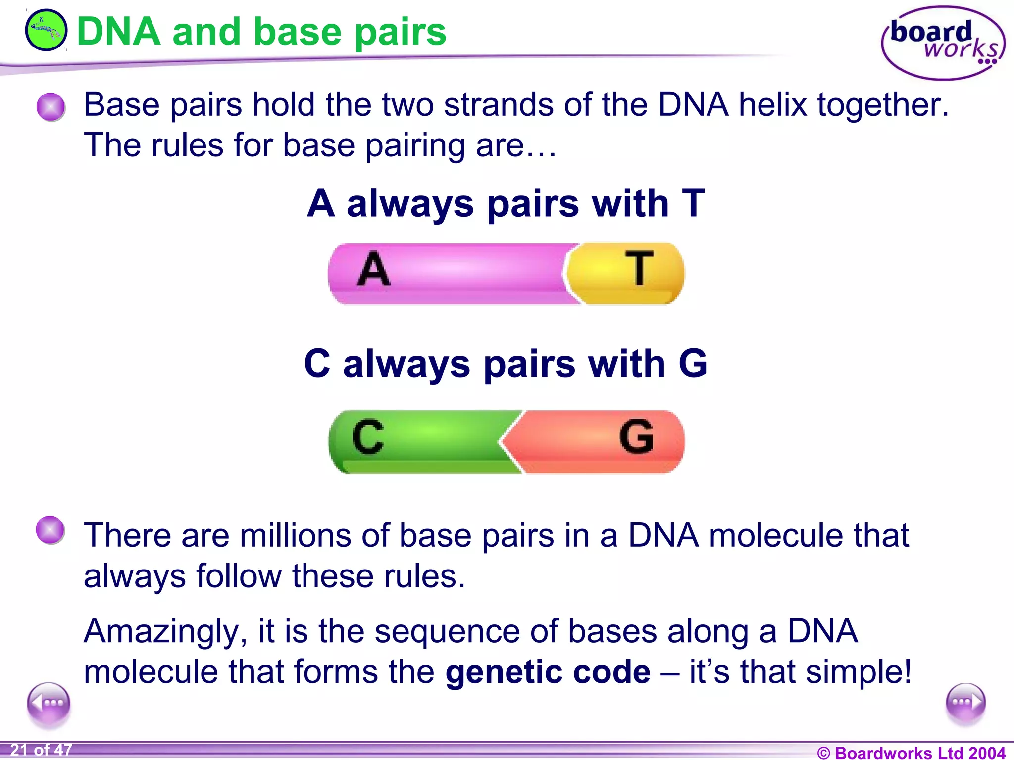 Chromosomes Genes And Dna Ppt