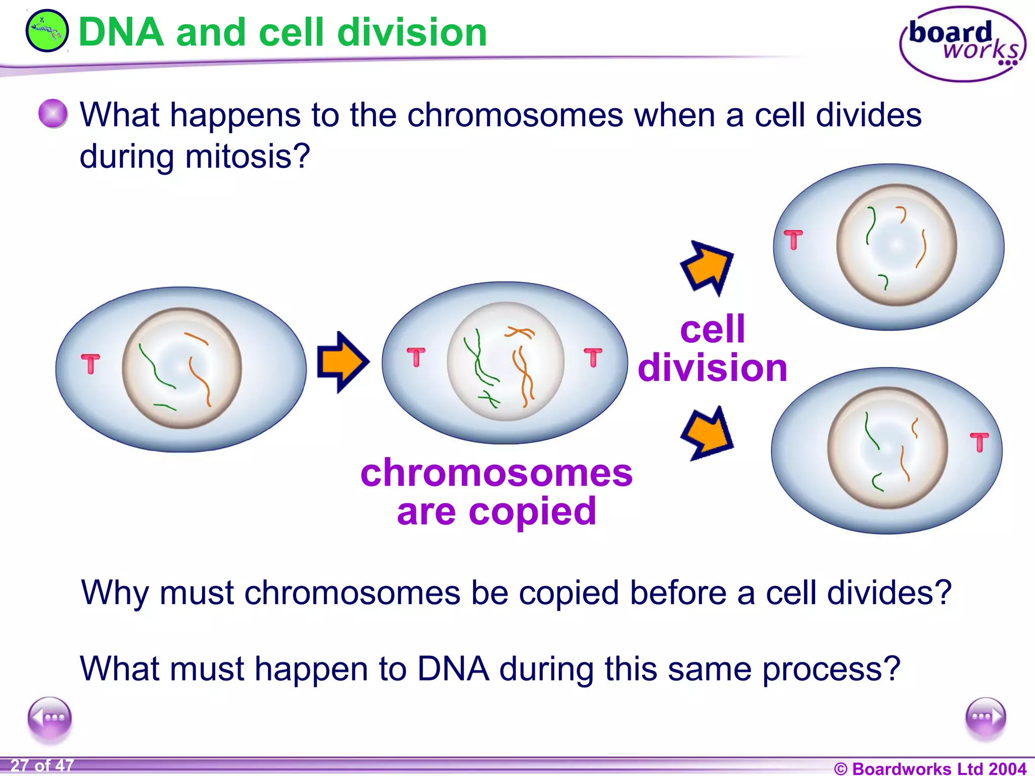 Chromosomes Genes And Dna Ppt
