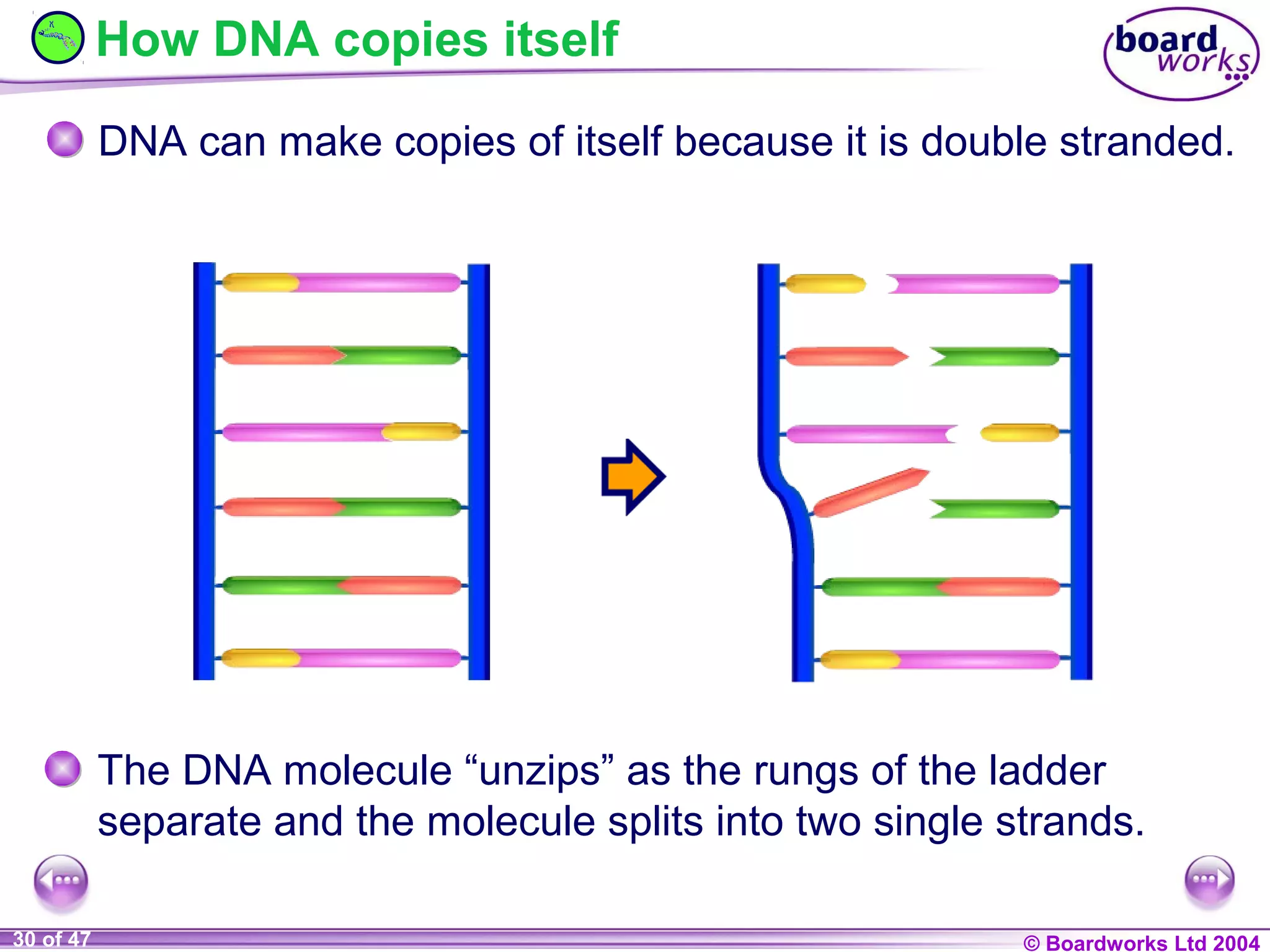 Chromosomes, Genes & DNA | PPT