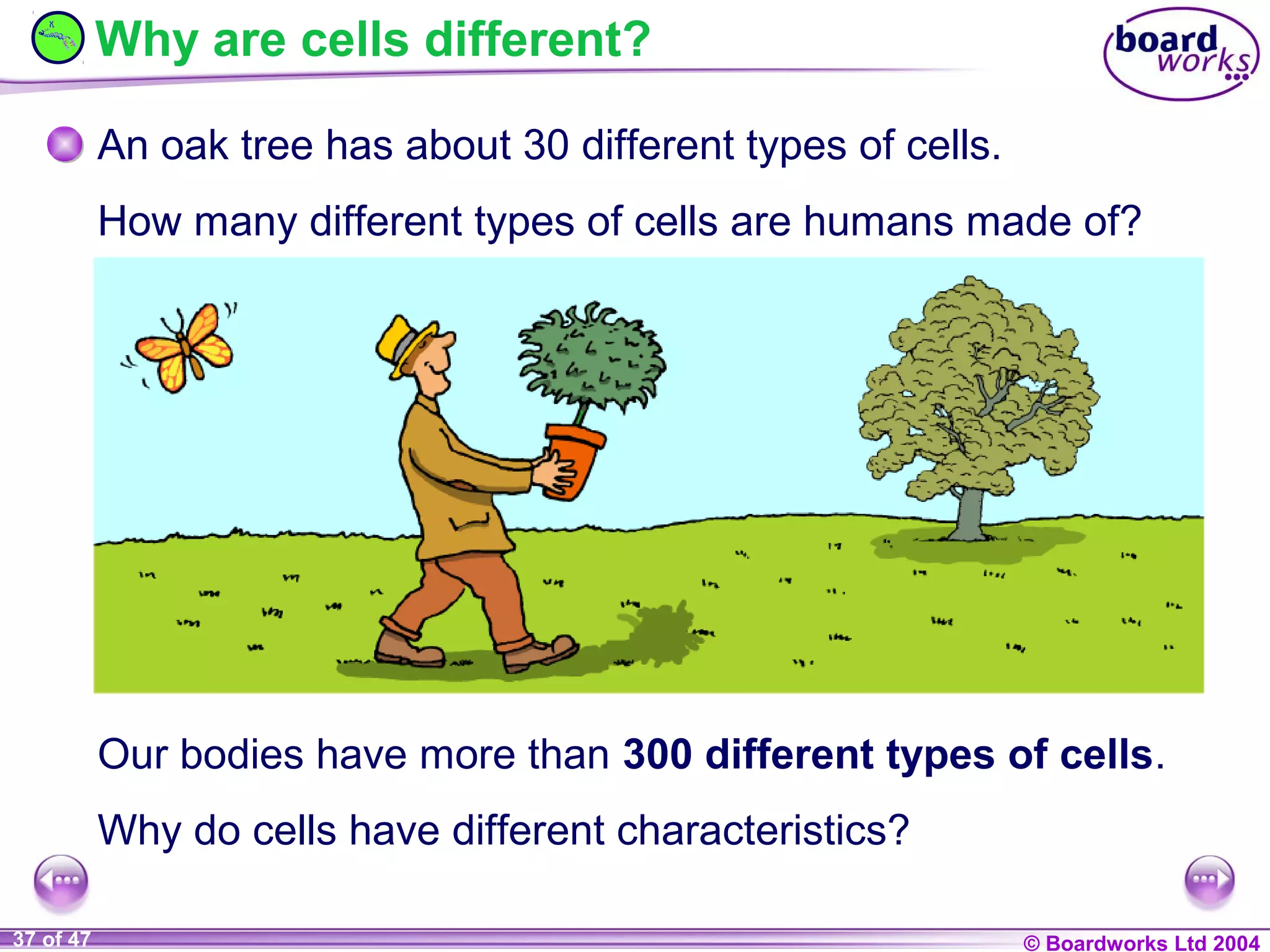 Chromosomes Genes And Dna Ppt