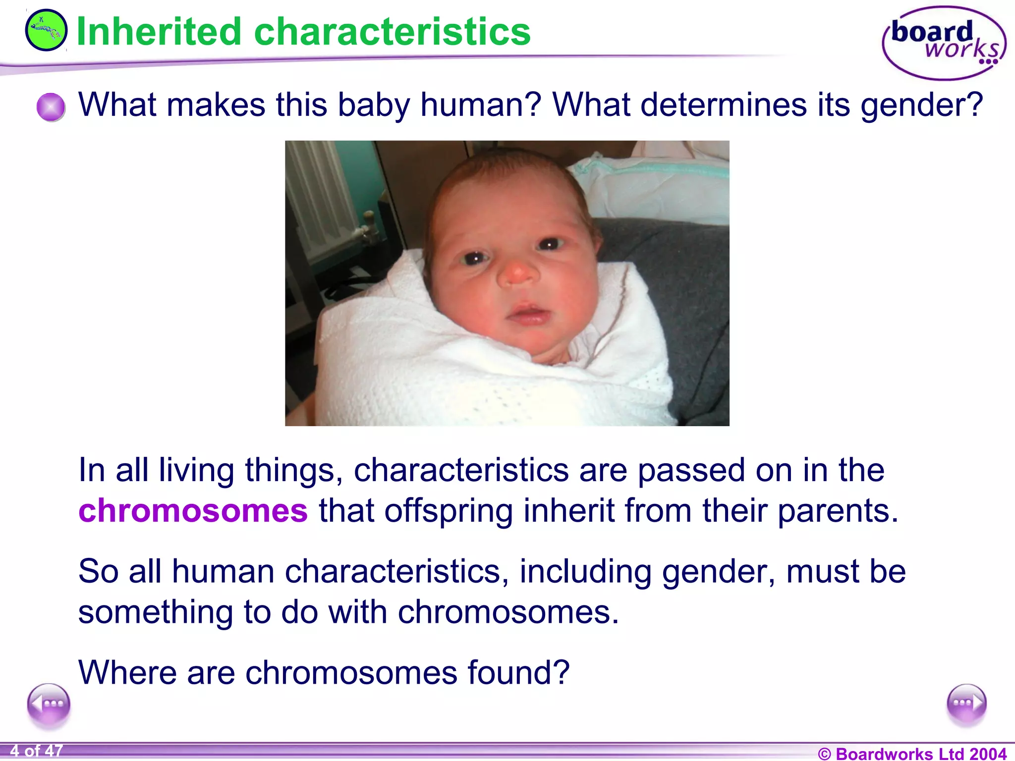 Chromosomes Genes And Dna Ppt