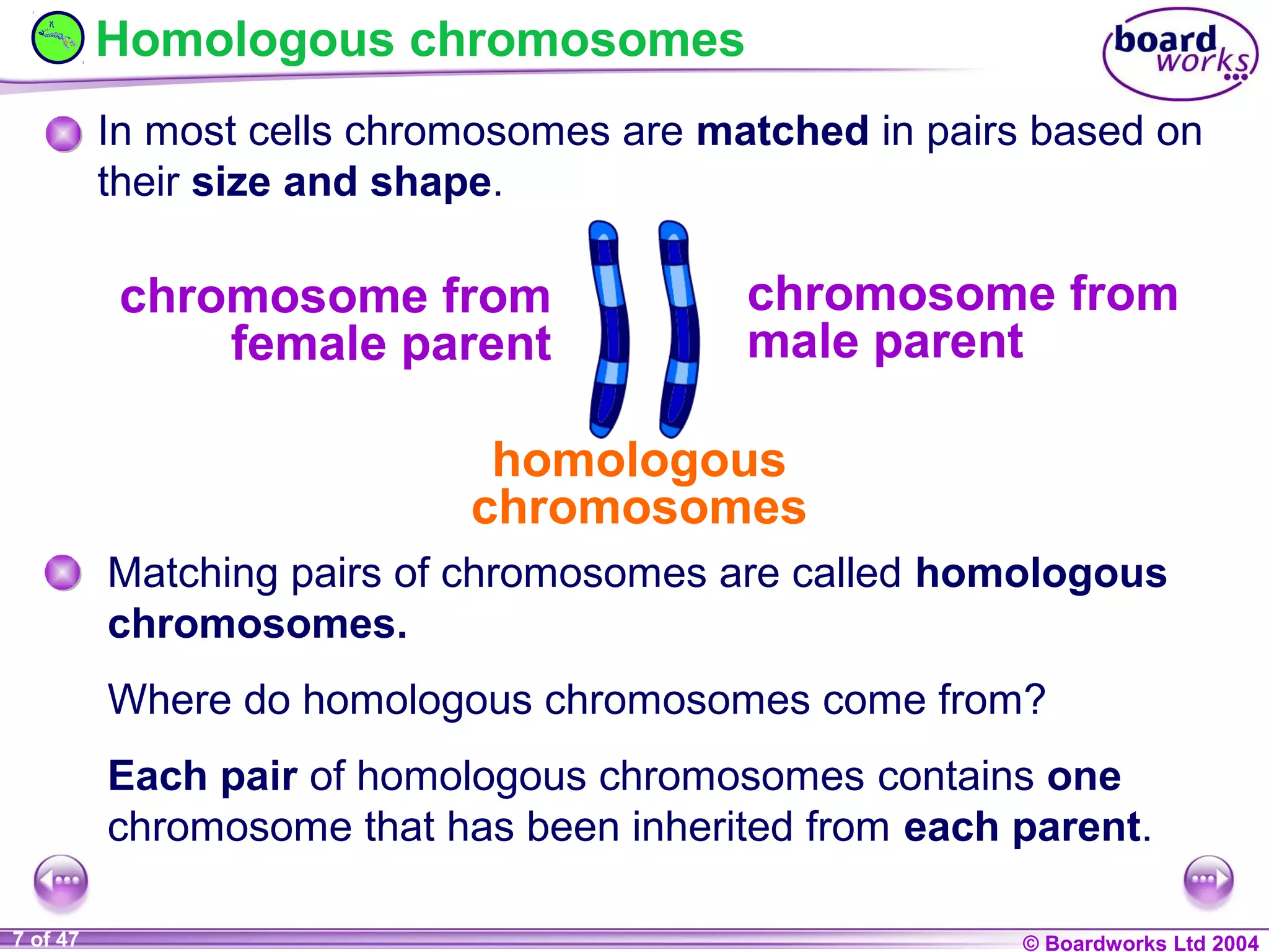 Chromosomes Genes And Dna Ppt