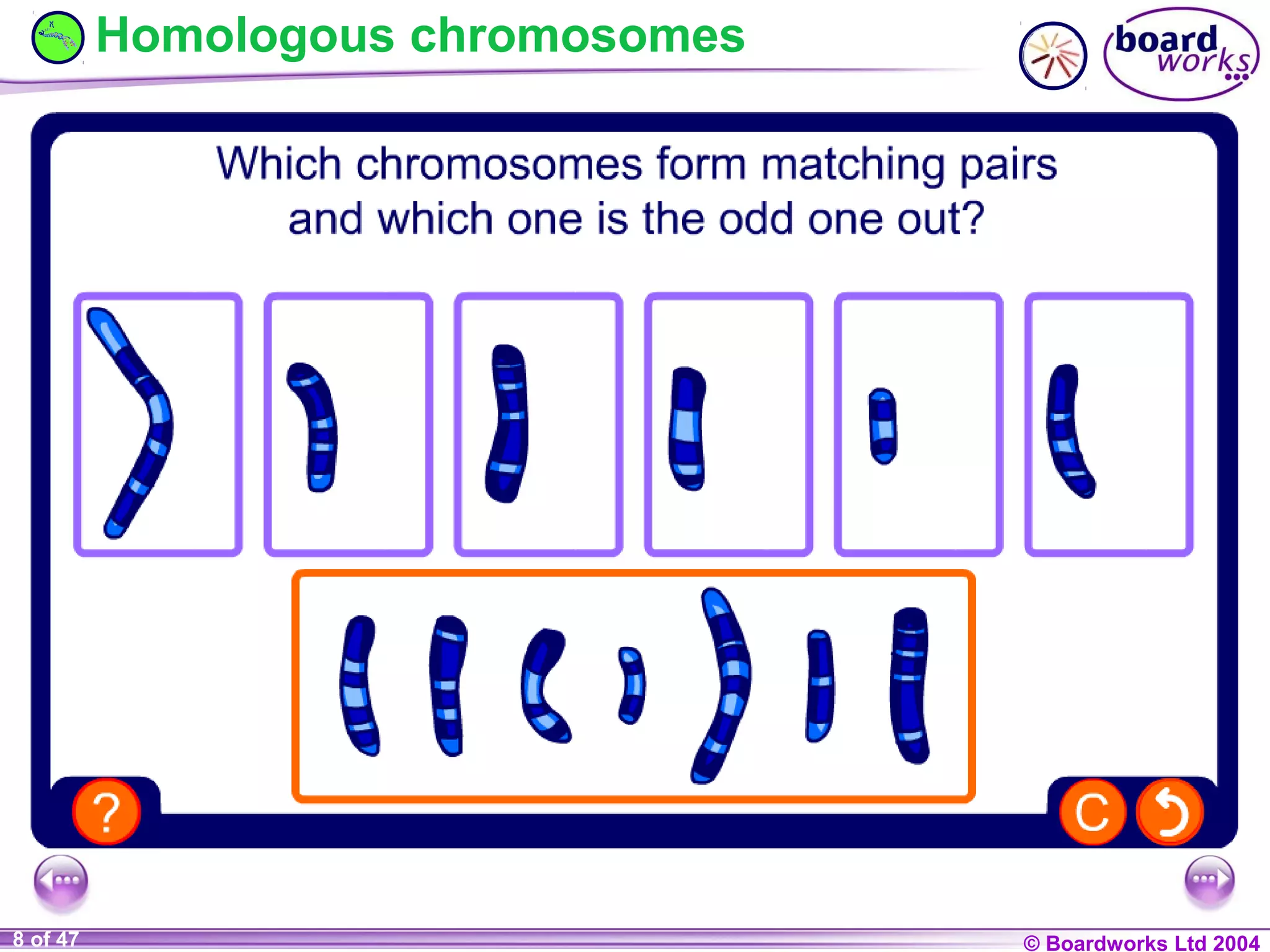 Chromosomes, Genes & DNA | PPT
