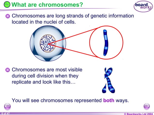Chromosomes, Genes & DNA | PPT