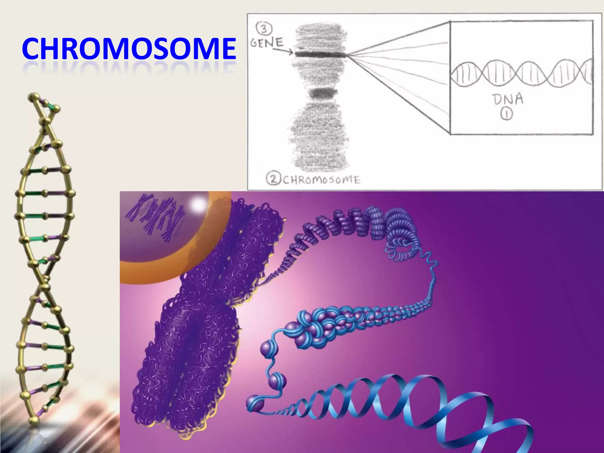 Chromosomes | PPTX