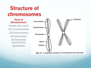 Chromosomes 1.02.23 pm | PPT