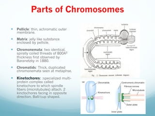Chromosomes 1.02.23 pm | PPT
