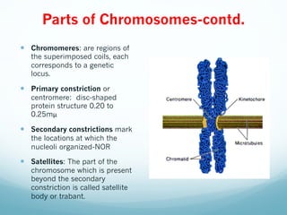 Chromosomes 1.02.23 pm | PPT
