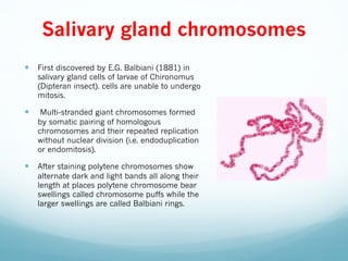 Chromosomes 1.02.23 pm | PDF