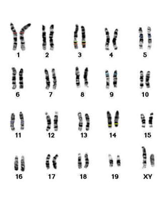 Chromosomes2 | DOCX