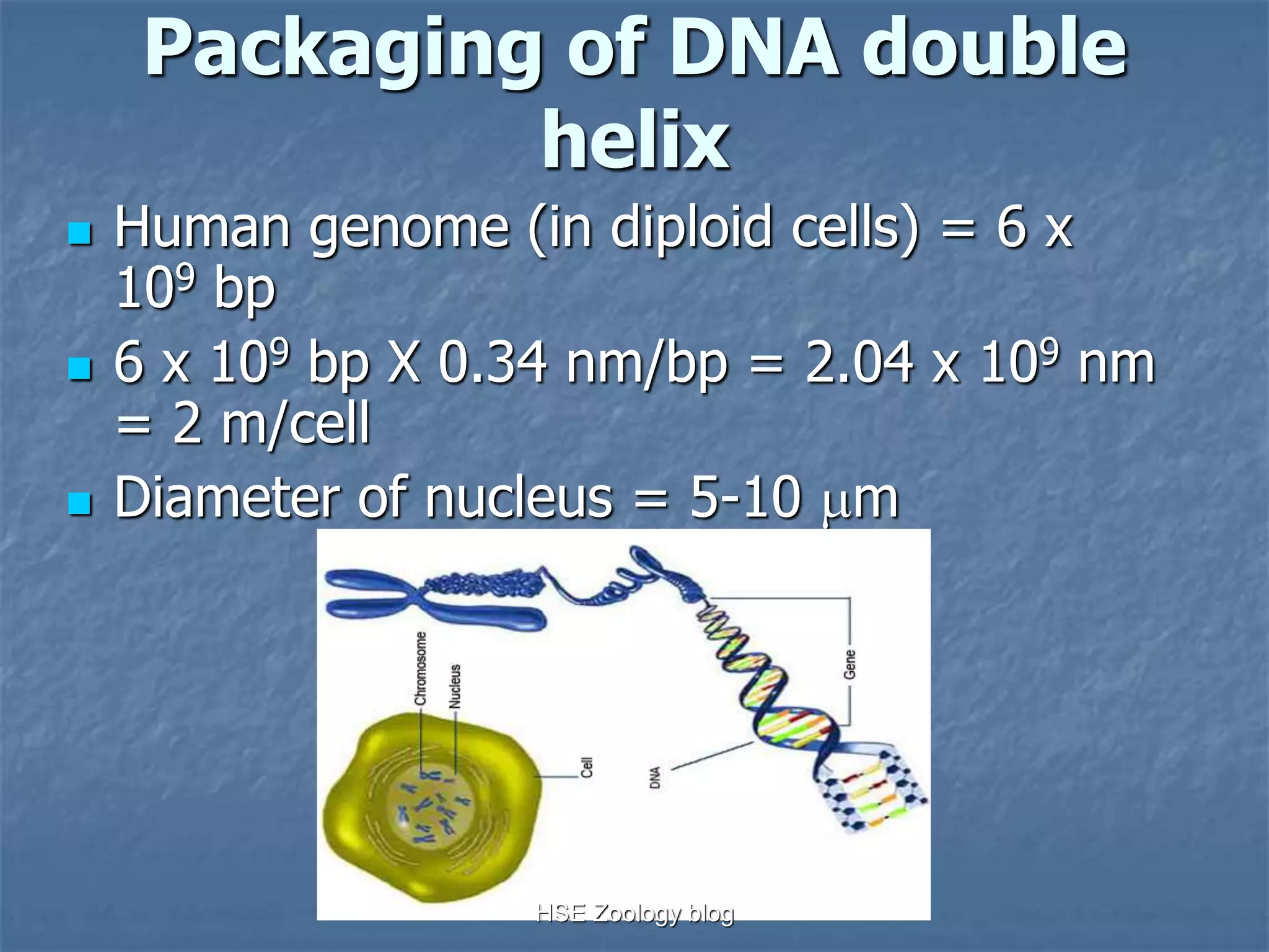 Chromosomes and dna packaging | PPSX