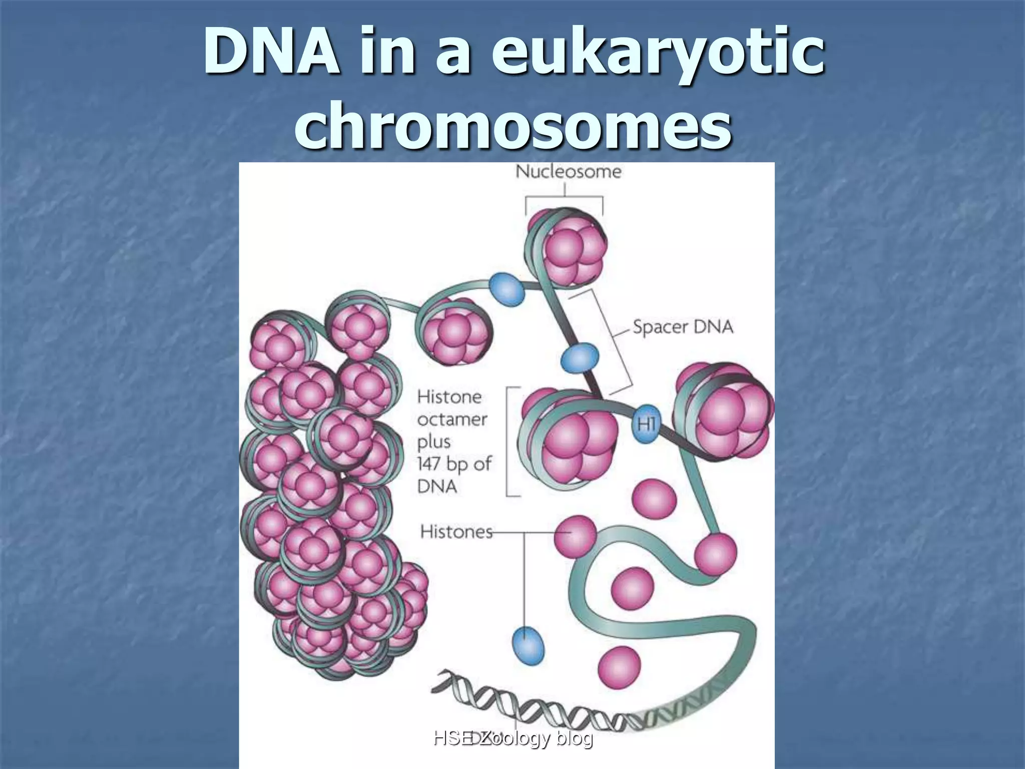 Chromosomes and dna packaging | PPSX